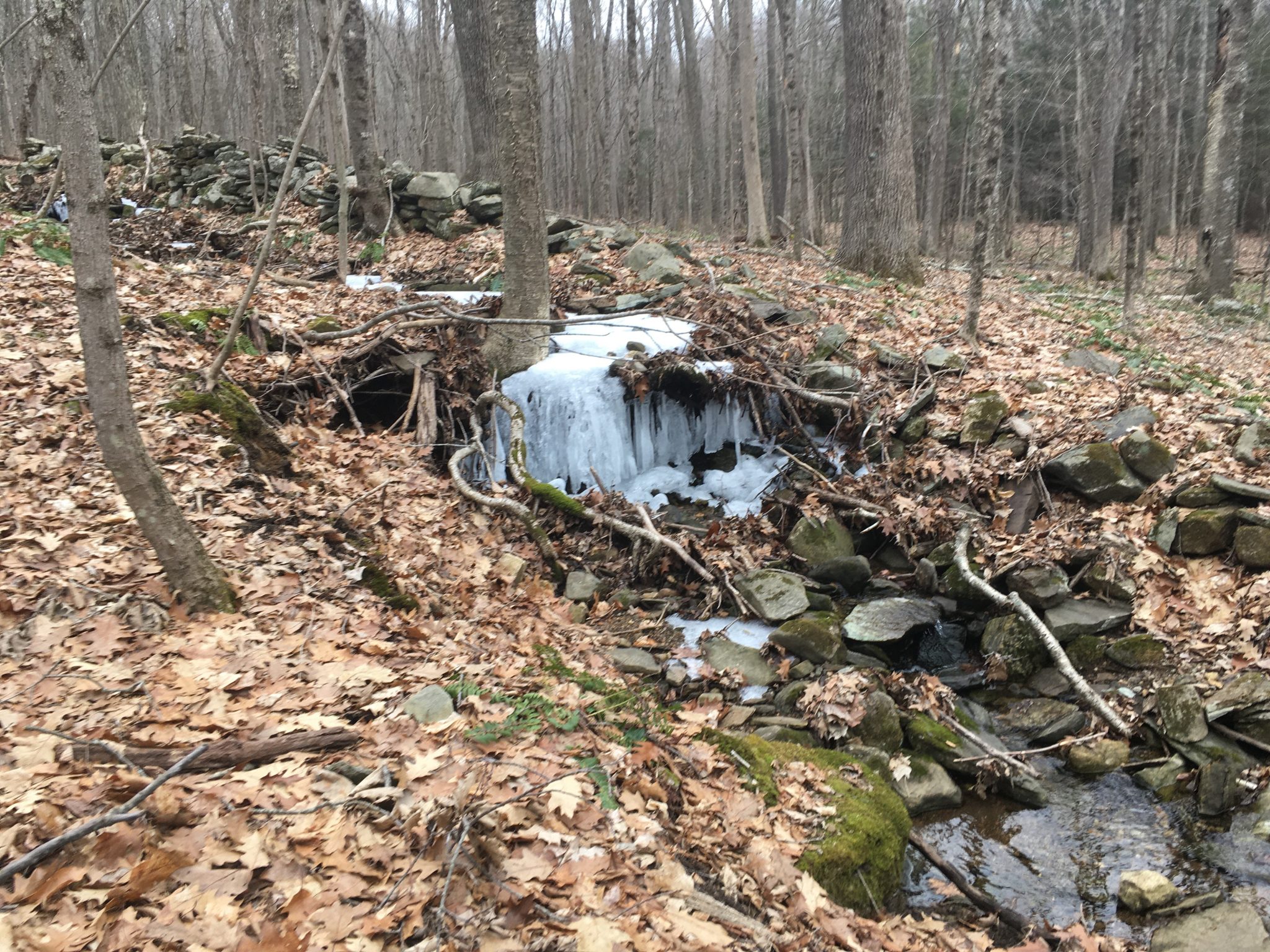 Spring Hill Tract | UConn Forest