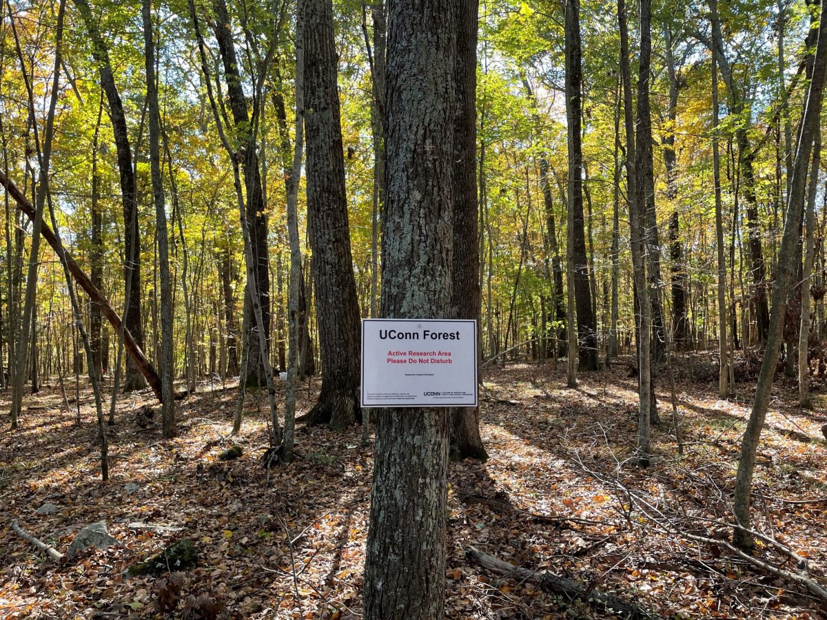 Lee Farm Tract | UConn Forest