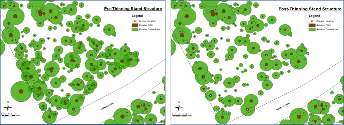 Stormwise and Tree Biomechanics | UConn Forest