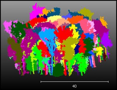 Canopy Structural Complexity Manipulation Experiment | UConn Forest